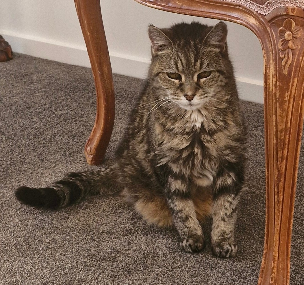 Lost Female Cat, Domestic Short Hair (DSH), Tabby » Companion Animal ...