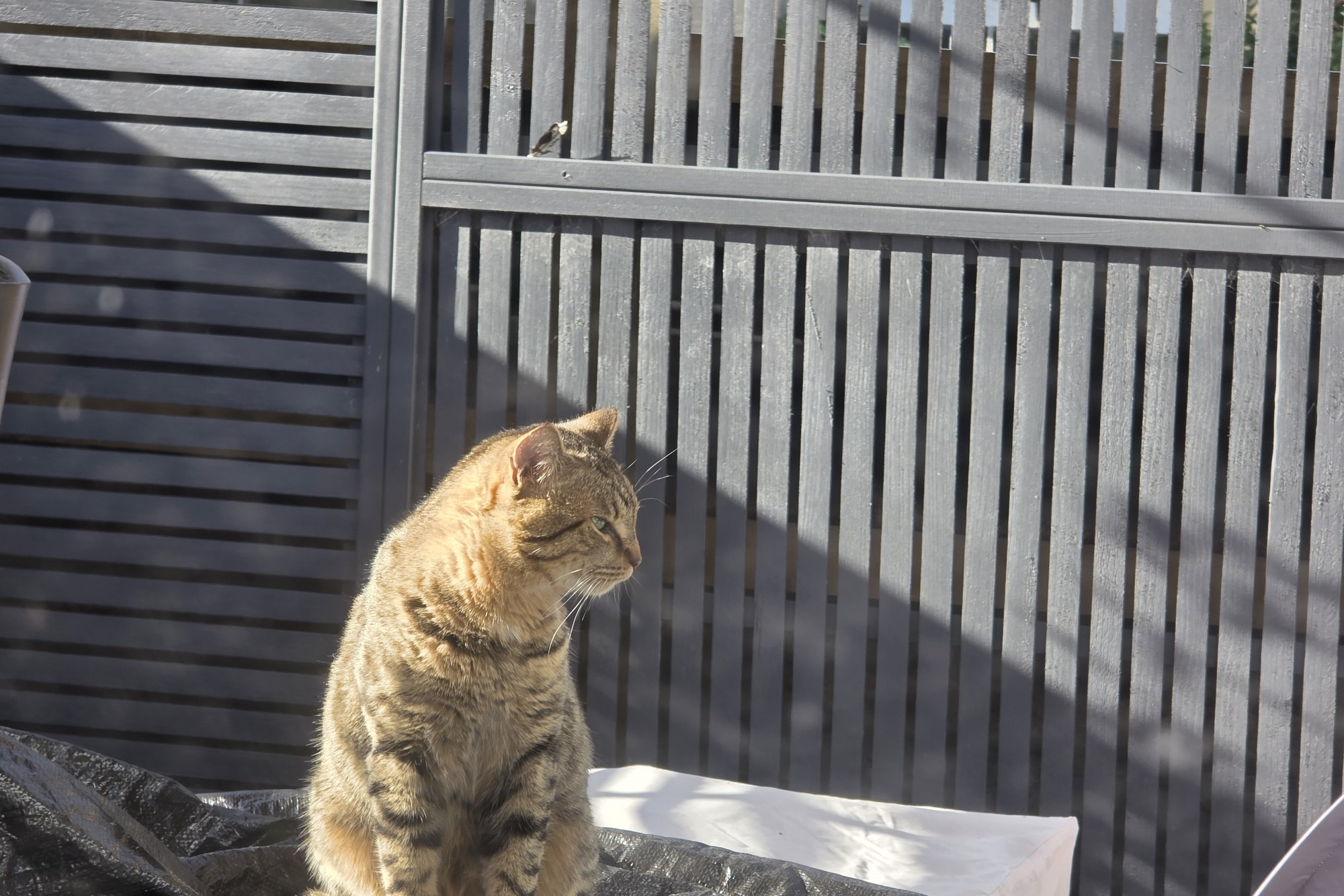 Lost Male Cat, Domestic Short Hair (DSH), Tabby » Companion Animal Register