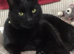 Success stories » Companion Animal Register