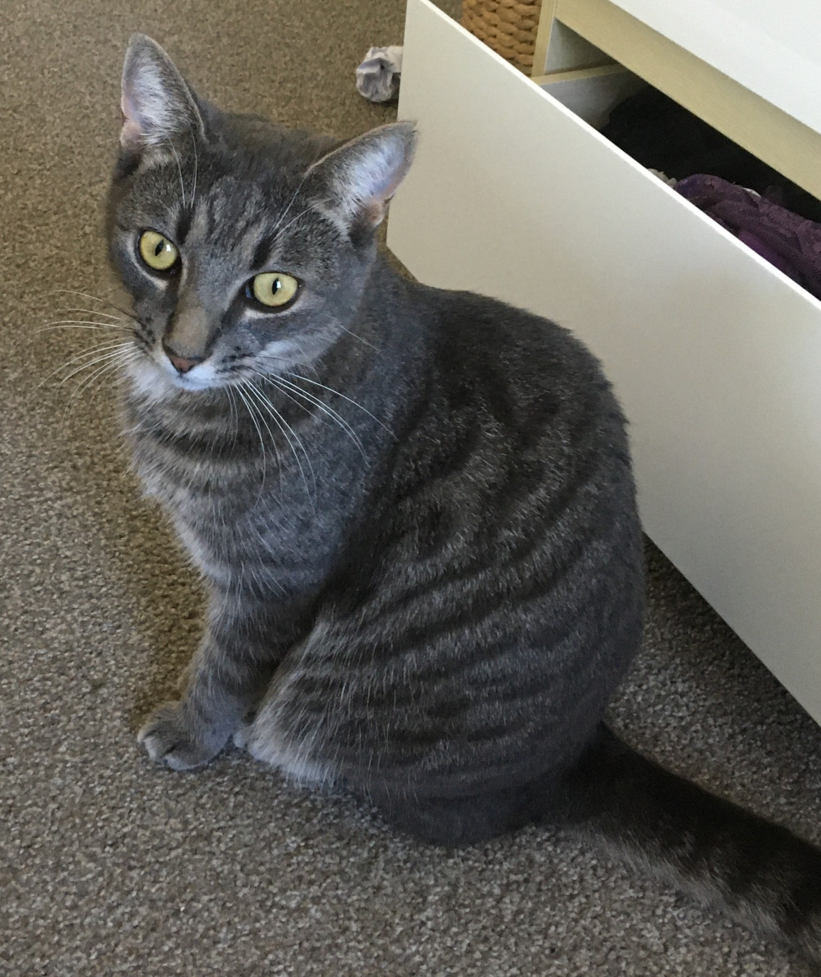 Lost Male Cat, Domestic Short Hair (DSH), Grey » Companion Animal Register