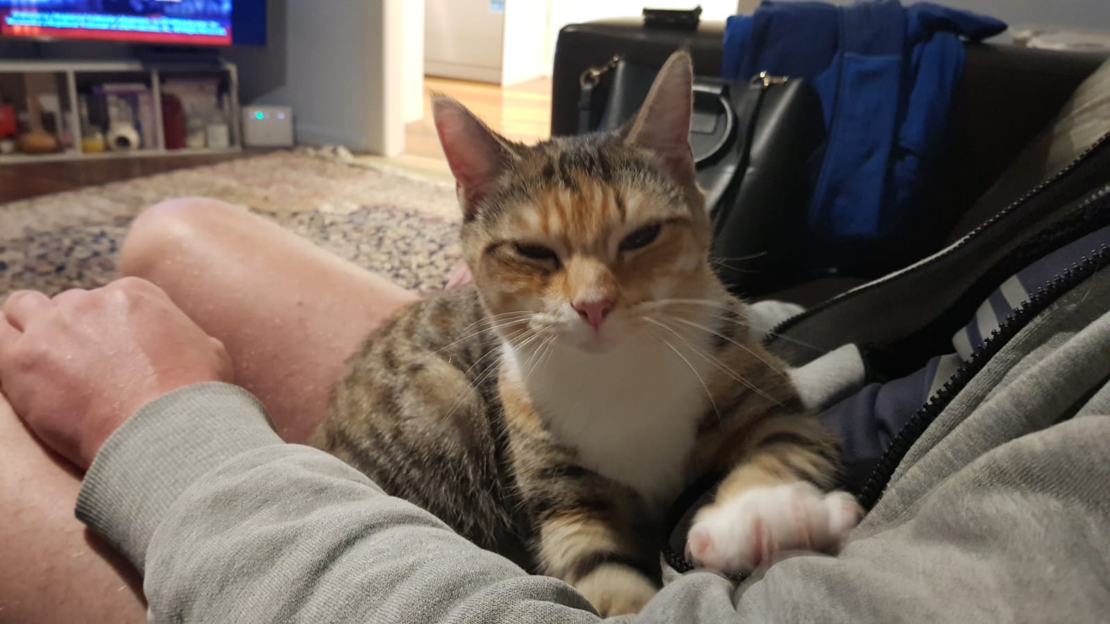 Lost Female Cat, Domestic Short Hair (DSH), Grey, white, ginger ...