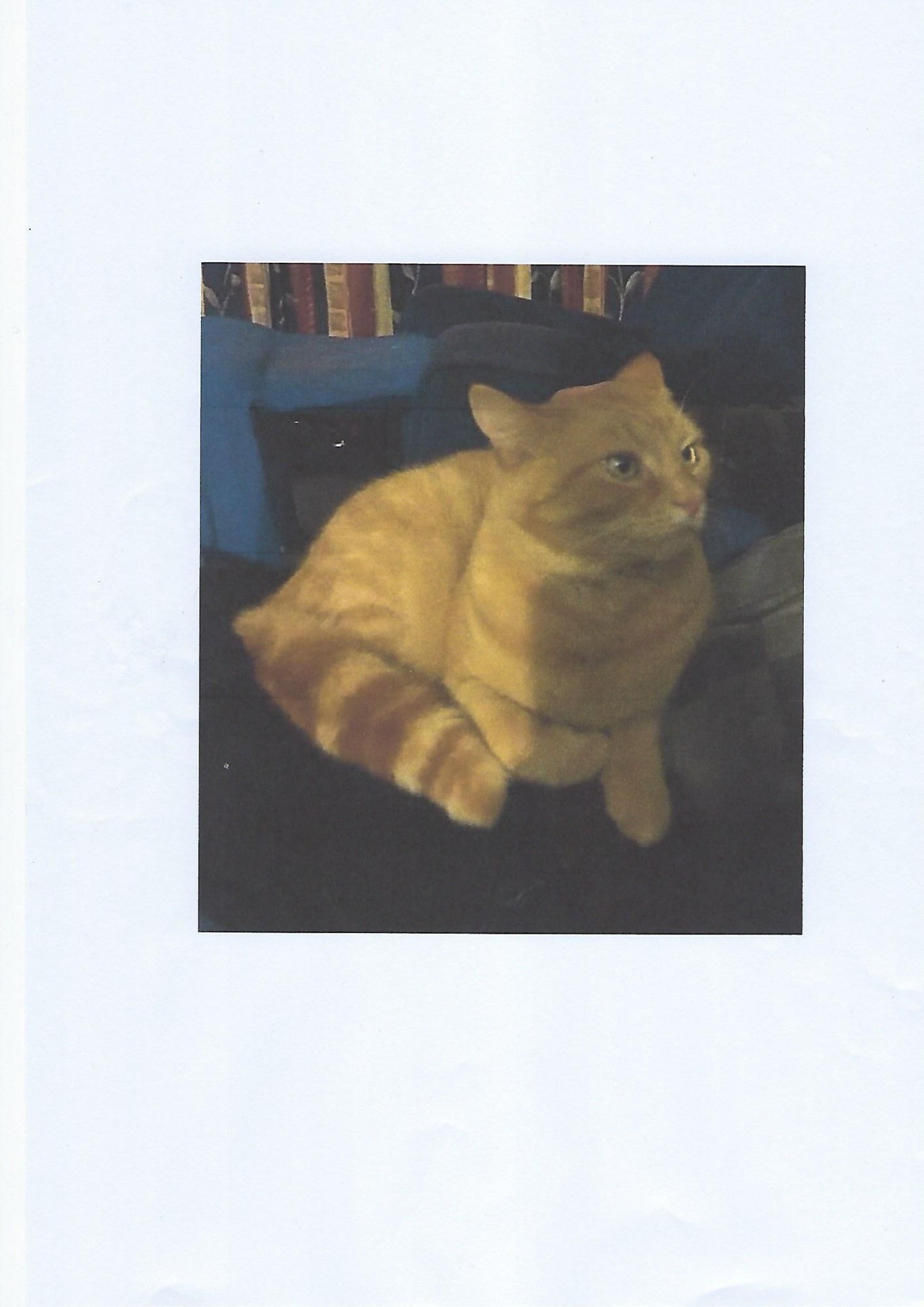 Lost Male Cat, cat, ginger » Companion Animal Register