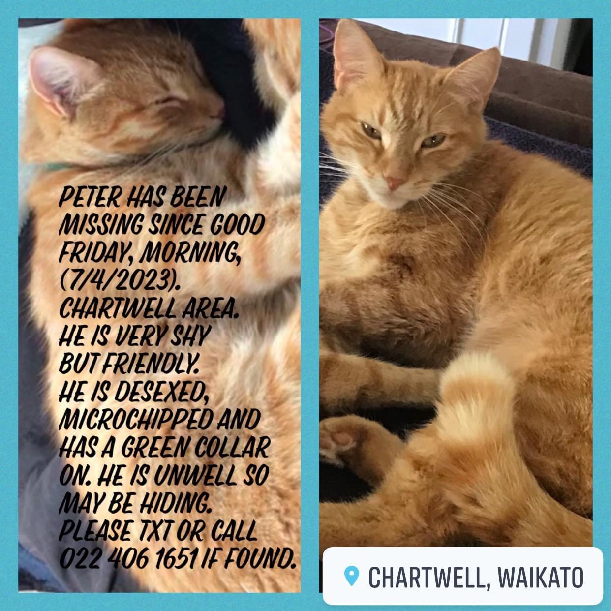Lost Male Cat, Domestic Short Hair (DSH), Ginger » Companion Animal ...