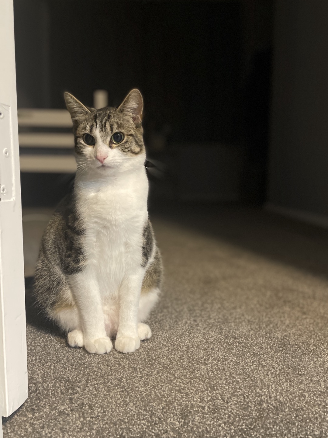 Lost Female Cat, DSH, Tabby & White » Companion Animal Register