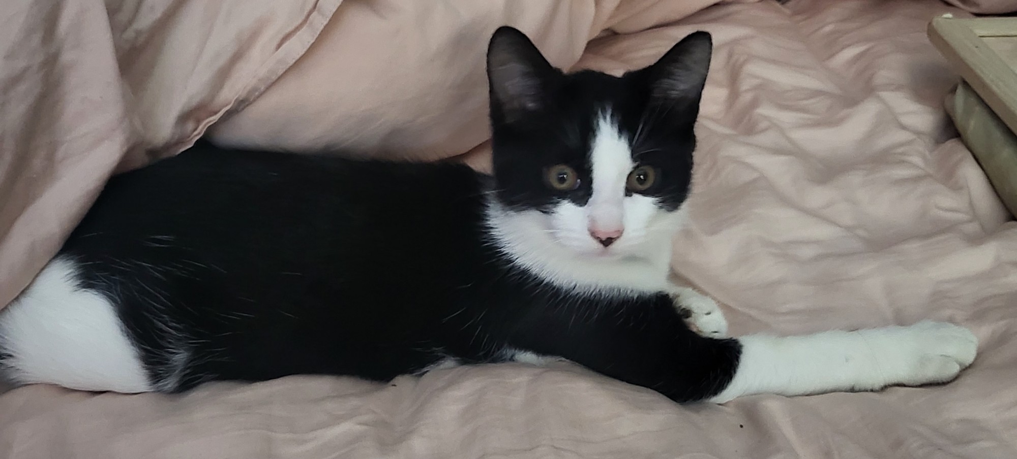 Lost Male Cat, Domestic Short Hair (DSH), Black & White » Companion ...